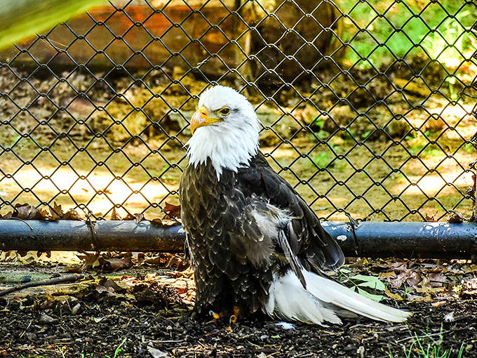 This eagle's regal pose behind the fence suggests even wildlife appreciates having secure retirement accommodations at the park.