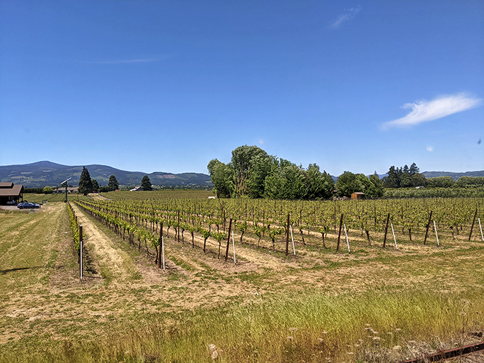 Vineyard views from the slow lane. The train passes Hood River Valley's wine country, where grapes soak up the same sunshine as passengers.