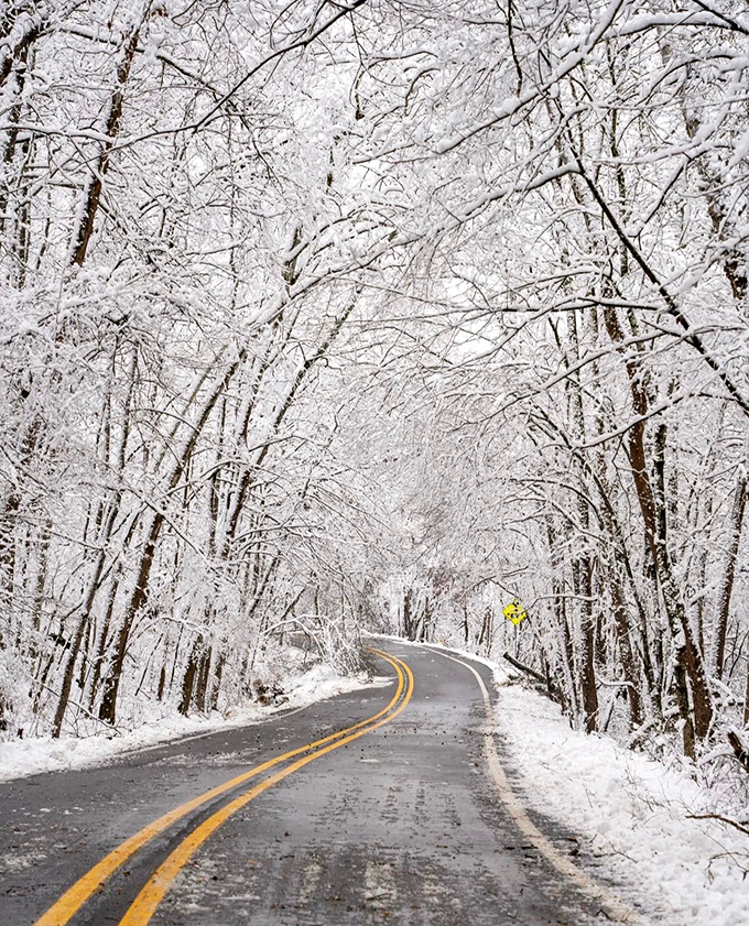 Winter transforms the Pig Trail into a fairytale corridor of crystalline branches, where every curve reveals another breathtaking scene from Narnia.
