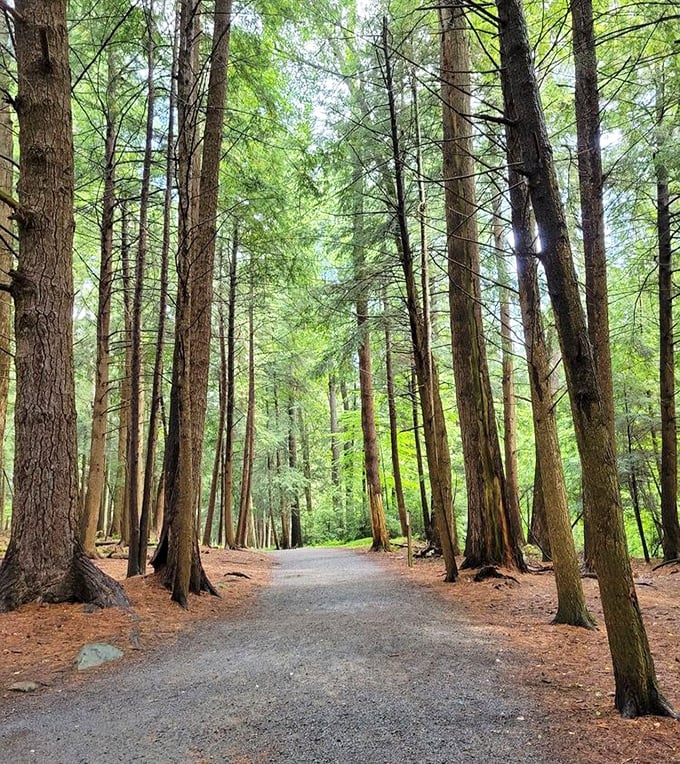 Walking through this hemlock forest is like stepping into a fairy tale. These ancient trees have been standing guard since before America was even a concept.