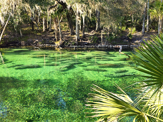 Electric green paradise! Blue Spring's crystal waters showcase every shade of emerald while palm fronds frame nature's perfect swimming spot.