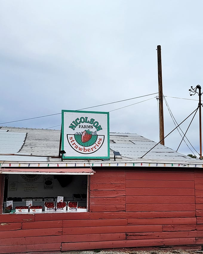 Old-school charm in berry form. Nicolson's classic red stand has been making strawberry dreams come true for generations.
