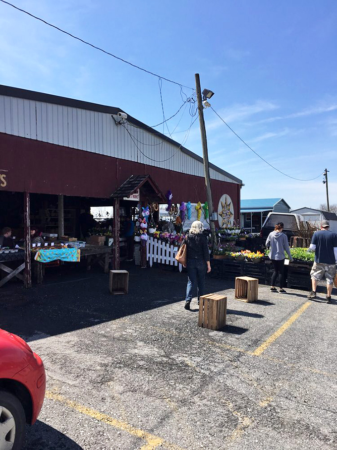 Shoppers browse outdoor vendors at the Renninger's Antique & Farmers Market. Clear blue skies make the perfect ceiling for this open-air department store of random wonders.