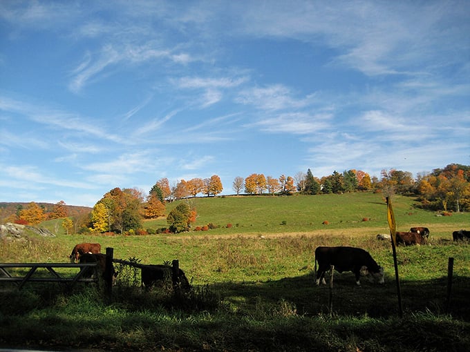 Rolling countryside dotted with grazing cattle &ndash; rural living where your retirement fund won't get milked dry.
