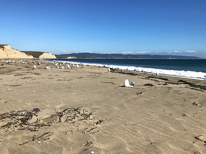 Drakes Beach stretches wide and welcoming, where shorebirds and occasional elephant seals are your only companions.
