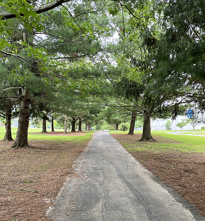 Mount Sterling's park pathways wind through towering pines. Nature's cathedral offers peaceful moments that expensive spas can't match.