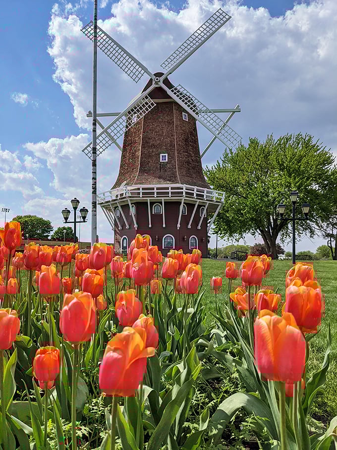 Orange City's authentic windmill stands surrounded by spring tulips, bringing a touch of the Netherlands to northwest Iowa.