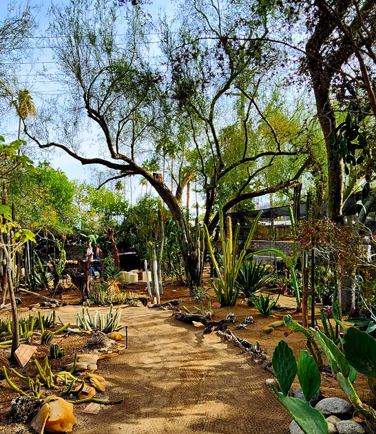 amazing desert garden california ftr