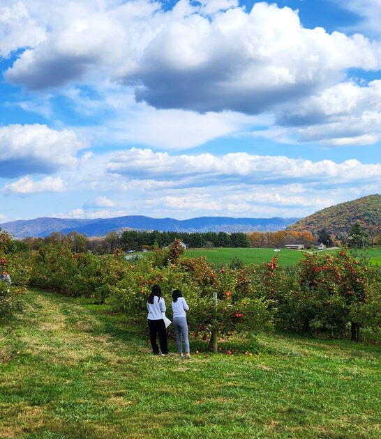 amazing virginia apple farms ftr