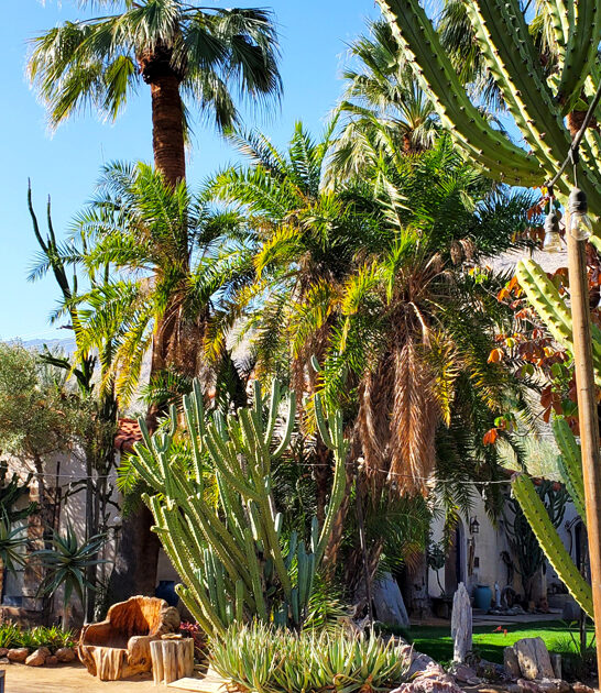 awesome desert garden california ftr
