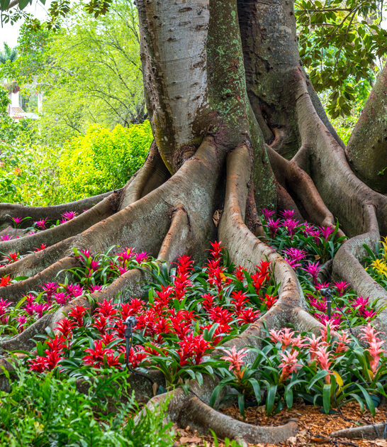 botanical garden florida enchanting ftr