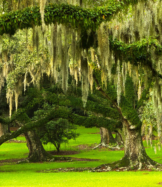 botanical garden louisiana awesome FTR