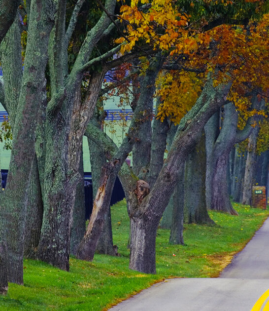 charming kentucky scenic road ftr