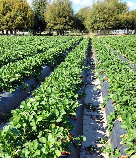 farm florida freshest strawberries FTR