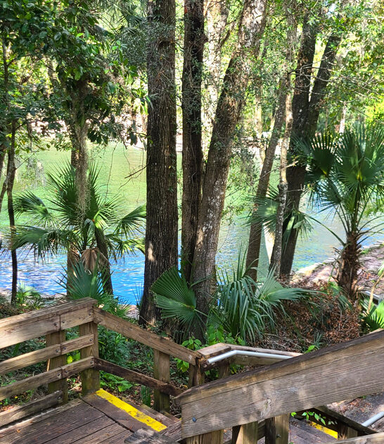 florida dreamy park nature ftr