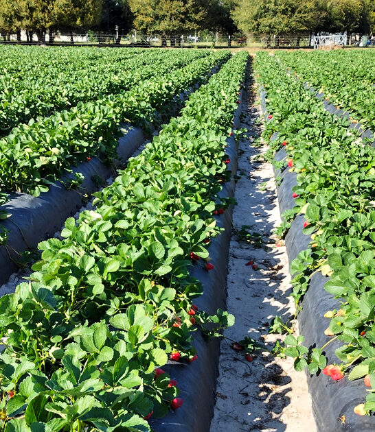 florida farm freshest strawberries ftr