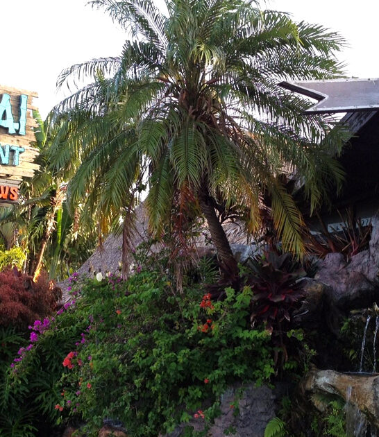 florida unfussy tiki bar ftr