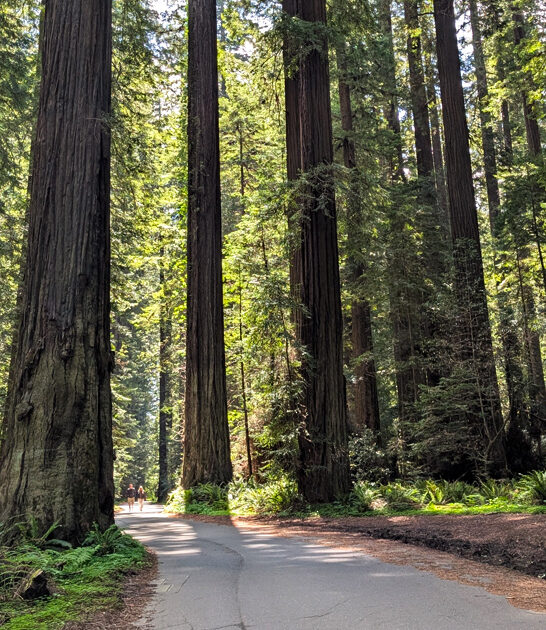 hidden wonder california park ftr
