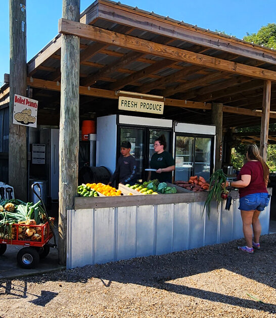 humble florida strawberry farm ftr
