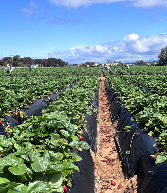 humble strawberry farm california ftr