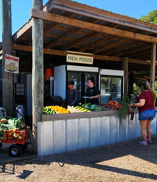 iconic strawberry farm florida FTR