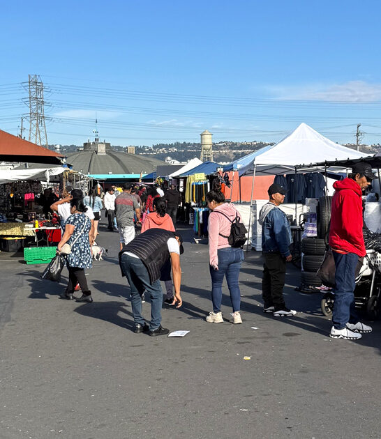 massive flea california true ftr