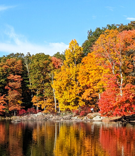 new york park stunning ftr