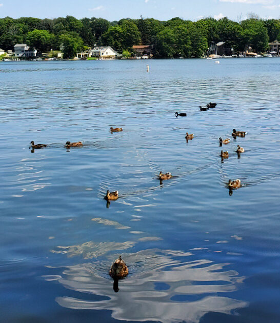 parks new jersey state ftr