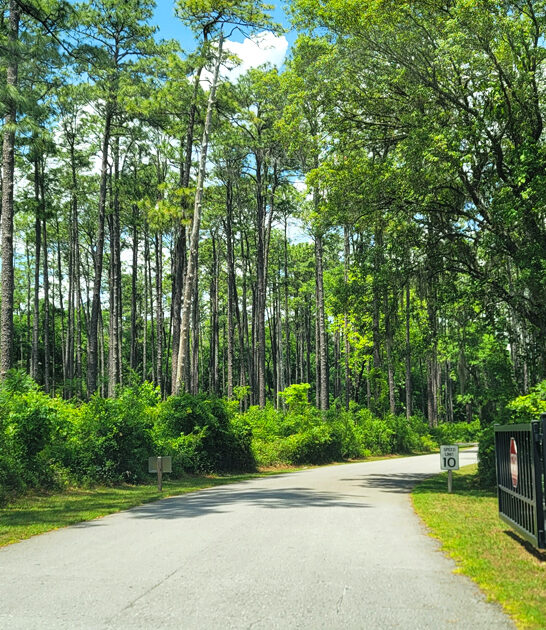 real dreamy park florida ftr