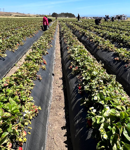 scenic california freshest strawberries ftr