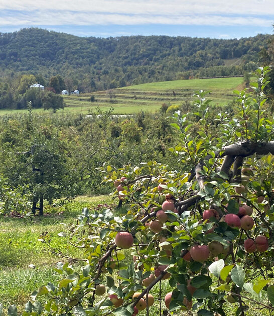 scenic orchards great virginia ftr