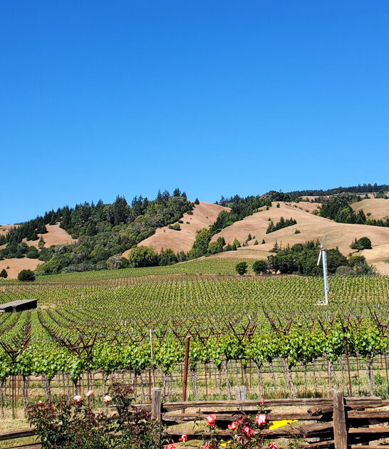 scenic vineyard california wines ftr
