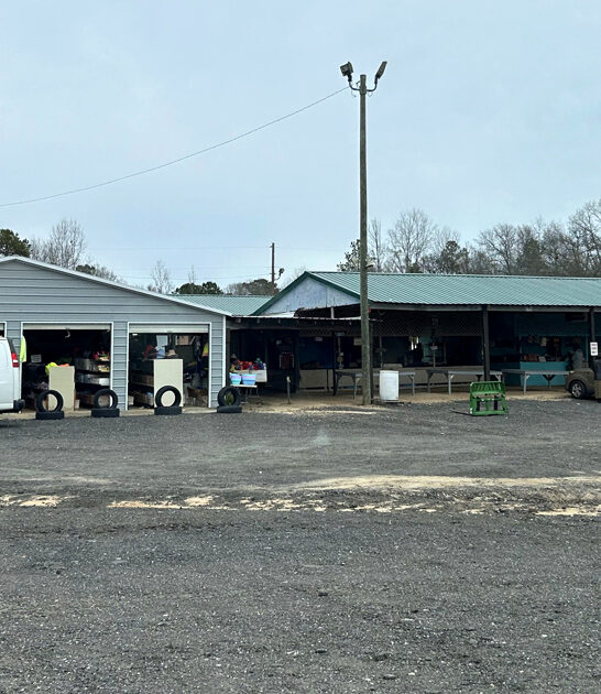 splendid massive market alabama ftr