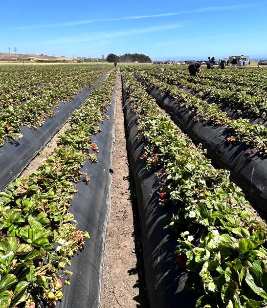 sweet strawberry heaven california ftr