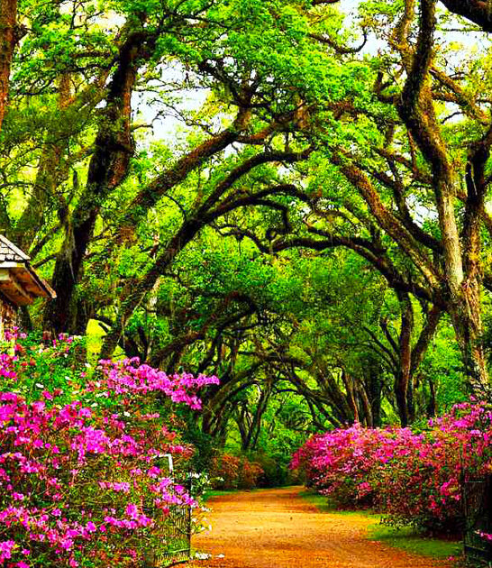 unforgettable day trips louisiana ftr