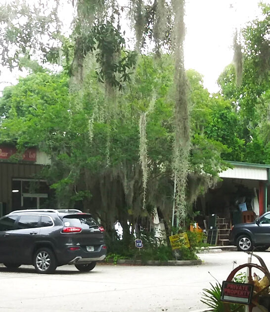 vintage fancy store florida ftr