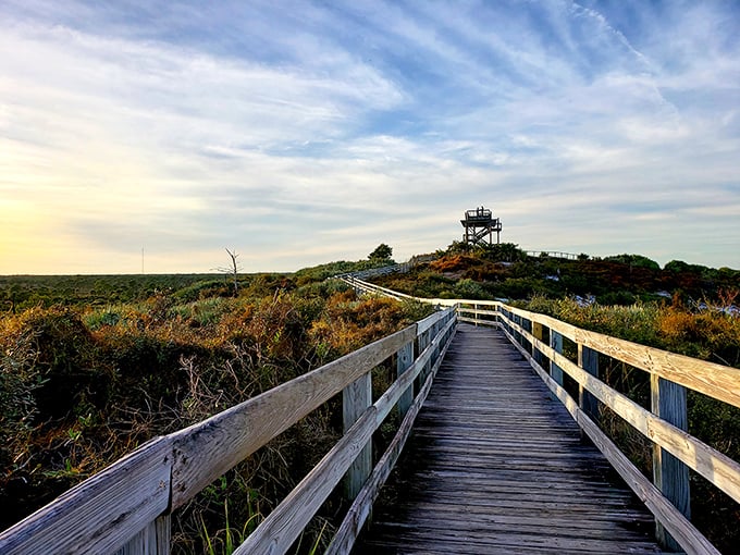 The boardwalk to Hobe Mountain's observation tower feels like the yellow brick road of Florida wilderness – minus the singing munchkins, plus actual wildlife.