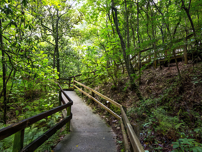 Nature's green cathedral awaits on this shaded boardwalk trail, where sunlight filters through leaves like stained glass windows in a woodland church.