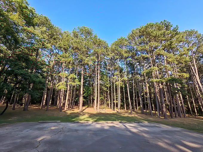 Towering pines create nature's cathedral at Knob Noster State Park, where sunlight filters through branches like stained glass in a woodland sanctuary.