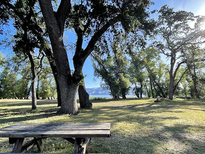 Nature's own masterpiece &ndash; Clear Lake stretches toward Mount Konocti like a mirror reflecting heaven, with twisted oak branches framing the view perfectly.