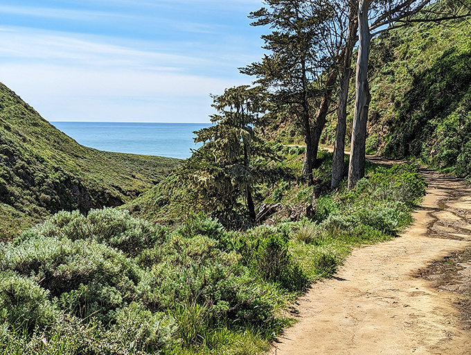 Nature's secret passage beckons with a dirt trail winding through coastal scrub toward the endless blue Pacific horizon.