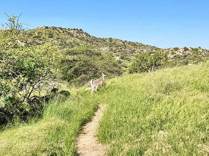 Mother Nature's version of "spot the wildlife" &ndash; this trail offers surprise encounters that beat any zoo experience hands down.