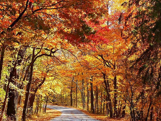 Mirror-like waters reflect nature's masterpiece at Bryant Creek Lake, where the forest meets sky in perfect harmony.