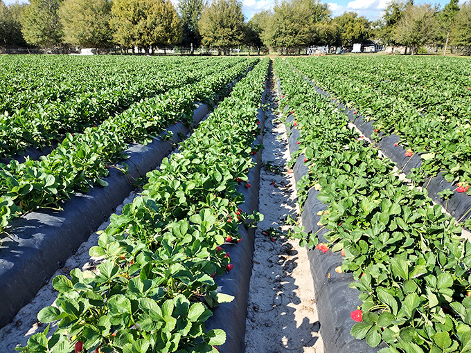 Rows of vibrant strawberry plants stretch toward the horizon, their glossy leaves hiding ruby treasures waiting to be discovered by eager fingers.