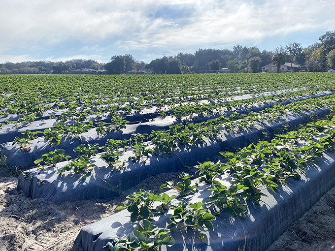 Rows of promise stretch toward the horizon, where Florida's sunshine works its magic on these emerald strawberry plants, each one a future treasure chest of sweetness.