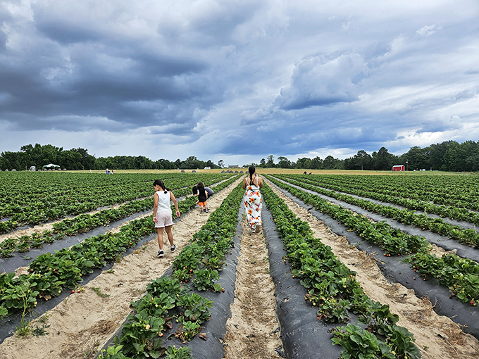 Rows of promise stretching toward the horizon, where visitors hunt for nature's candy under dramatic skies. Berry picking becomes an adventure when storm clouds provide the perfect backdrop.