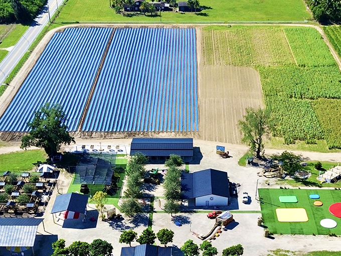 An aerial view reveals The Berry Farms' impressive layout&mdash;rows of blue-covered strawberry fields stretching toward the horizon like nature's grocery aisles.