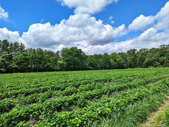 Those strawberry fields stretch endlessly under Ohio's blue skies, promising sweet treasures for those willing to hunt.