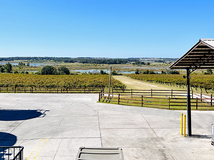 Rolling hills and vineyard rows stretch toward the horizon, proving Florida has more tricks up its sleeve than just beaches and theme parks.