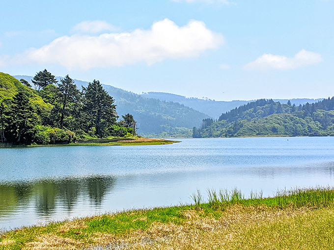 Morning light dances across Stone Lagoon, creating that rare moment when nature seems to be showing off just for you.